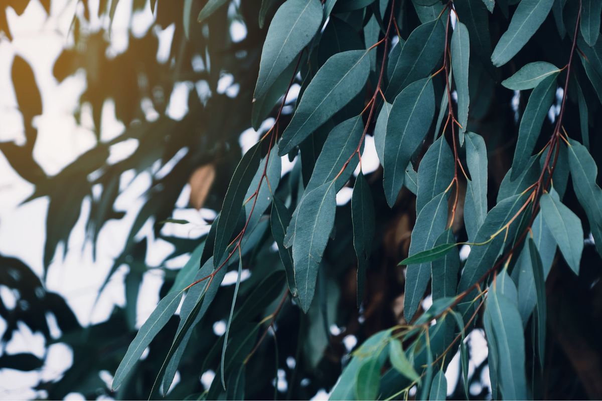 Holistic Pediatrics | Praxis Integrative Pediatrics Fort Worth, TX ...